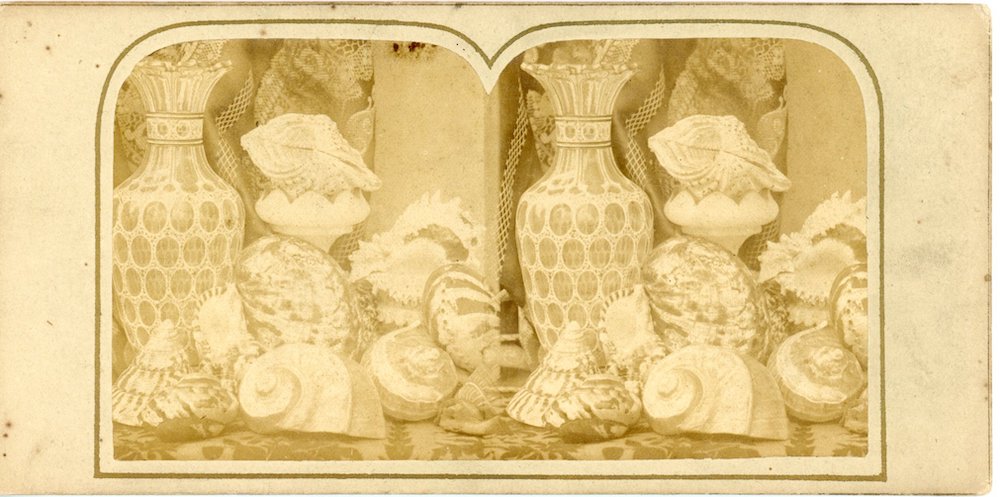 Still Life | Stereograph Collection - Part of the Jonathan Ross Collection